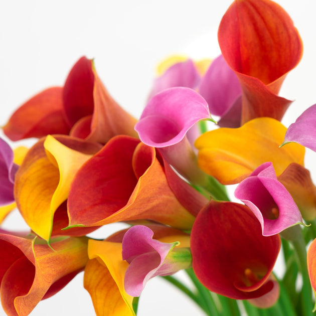 assorted_color_calla_lily_1200x630.jpg?v=1605112285